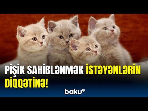 Hansı pişiklər evdə saxlamağa daha uyğundur? | Təmizlik prosesini çətinləşdirməyən pişik