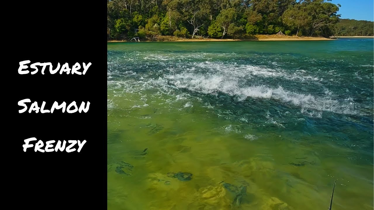 Estuary Salmon Frenzy | Tips for Fussy Fish - YouTube