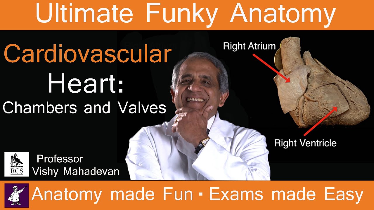 Cardiovascular System Heart: Chambers and Valves. Anatomy made Fun ...