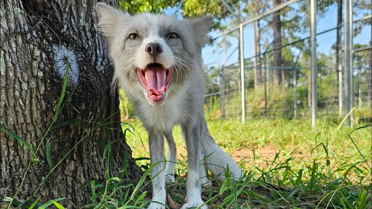 Silky fox gets yard time for the first time! - YouTube