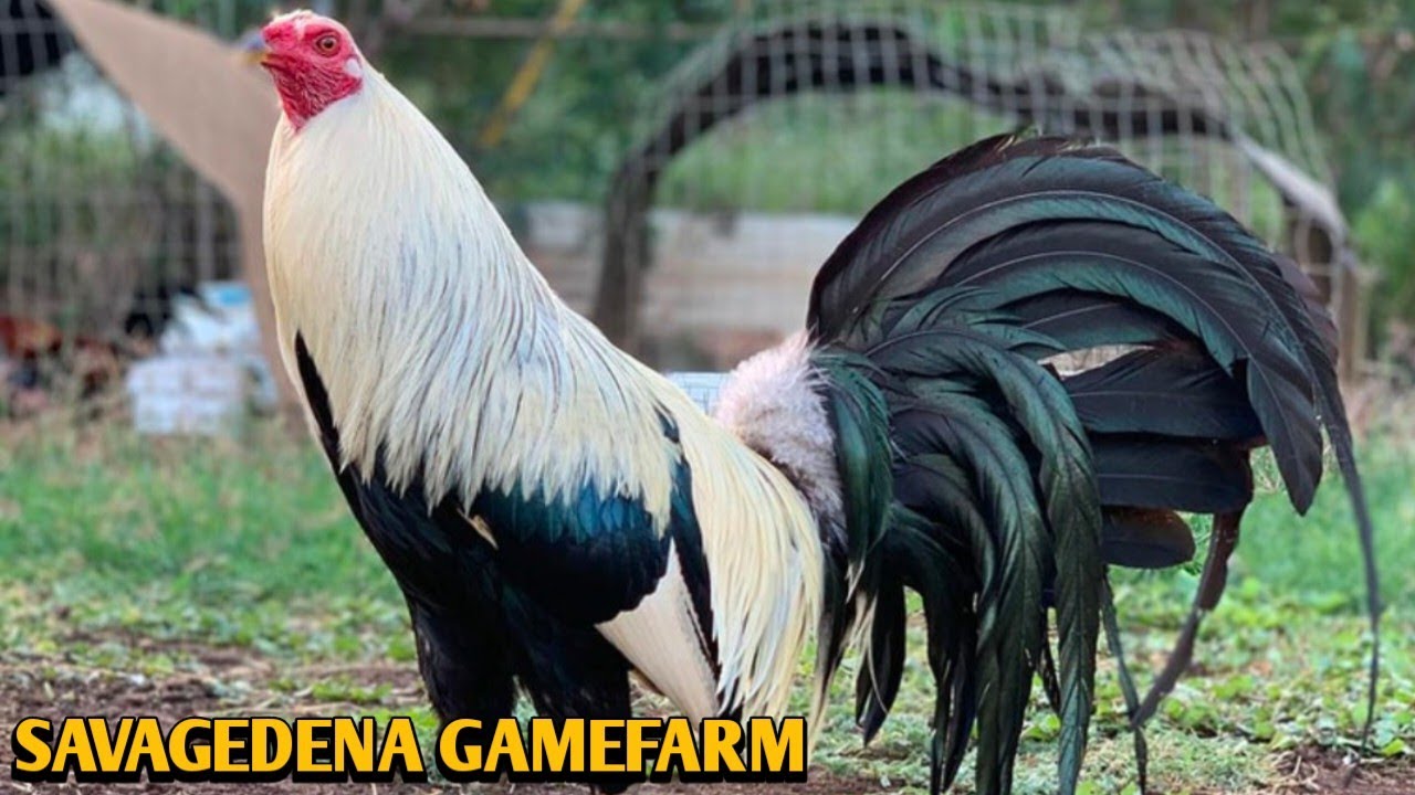 Grey Hatch Sweater - SAVAGEDENA FARM - YouTube