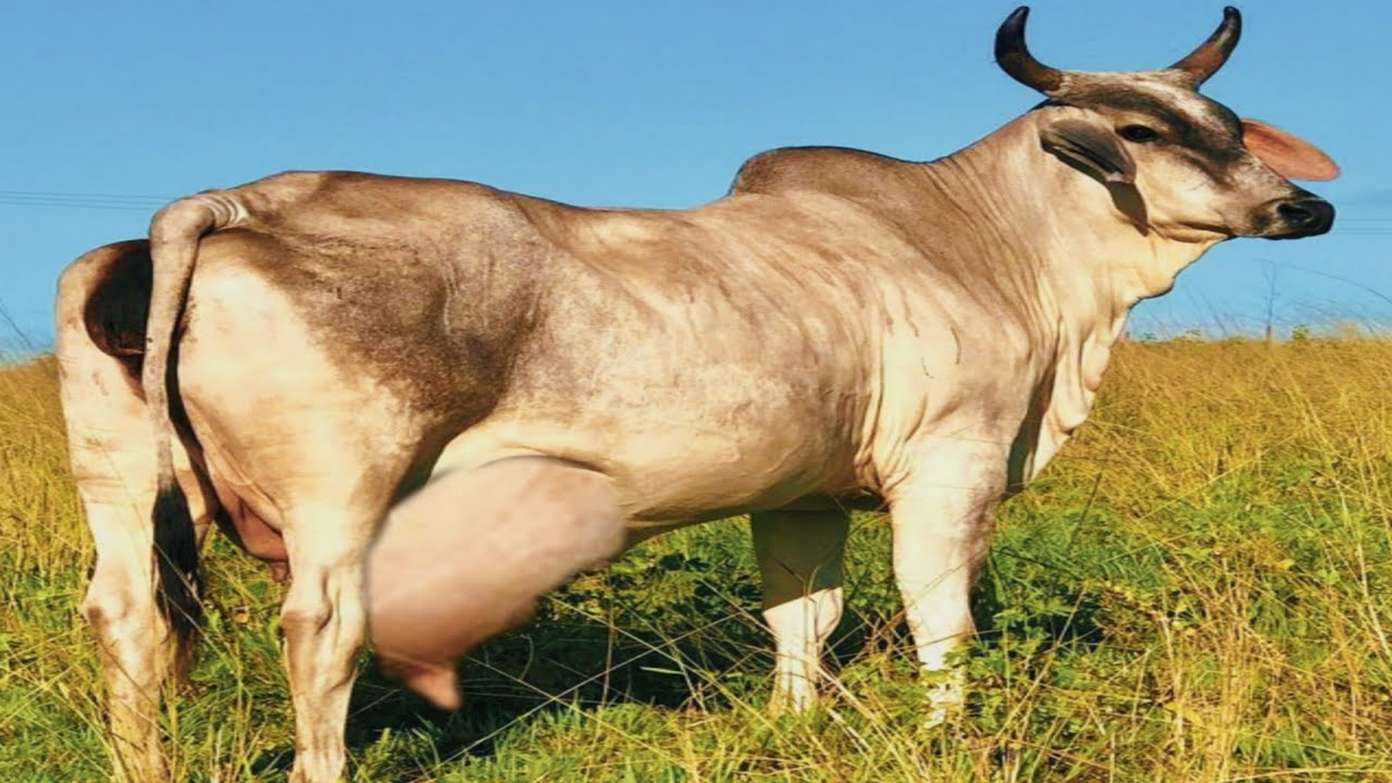 India's Highest Milking Kankrej Cow || Kankrej+Guzera Cow Complete ...