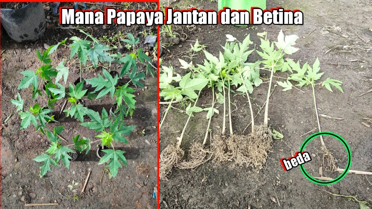 Cara Membedakan Pepaya Jantan & Betina dari Daun dan dari Akar - YouTube
