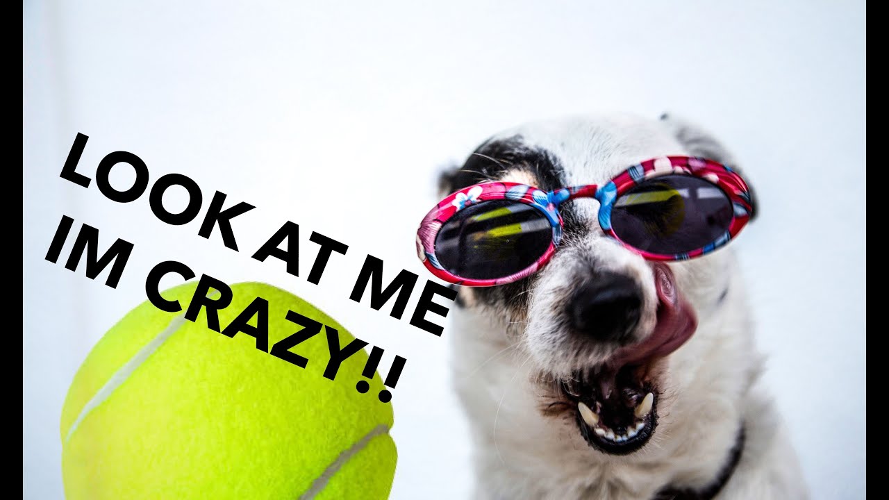 Top 5 Funny Dramatic Dogs - YouTube