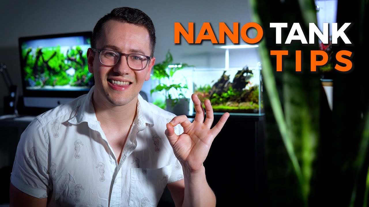 DWARF PUFFER FISH PLANTED TANK | Nano Aquarium Tips - YouTube