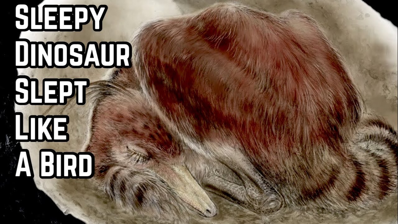 Sleepy Dinosaur Slept Like a Bird - YouTube