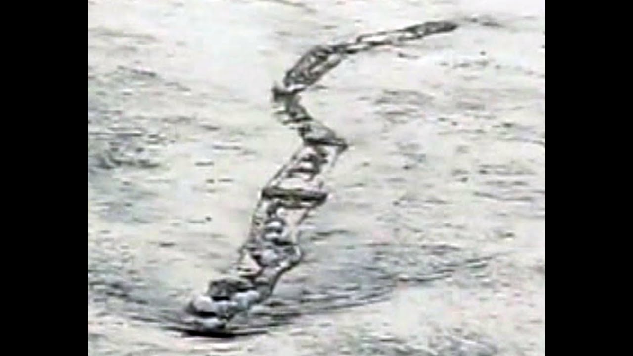 Icelandic river monster caught on tape? - YouTube