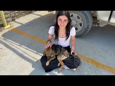 Lucky Day for Little Daisy! She Found her Forever Home! - Takis Shelter