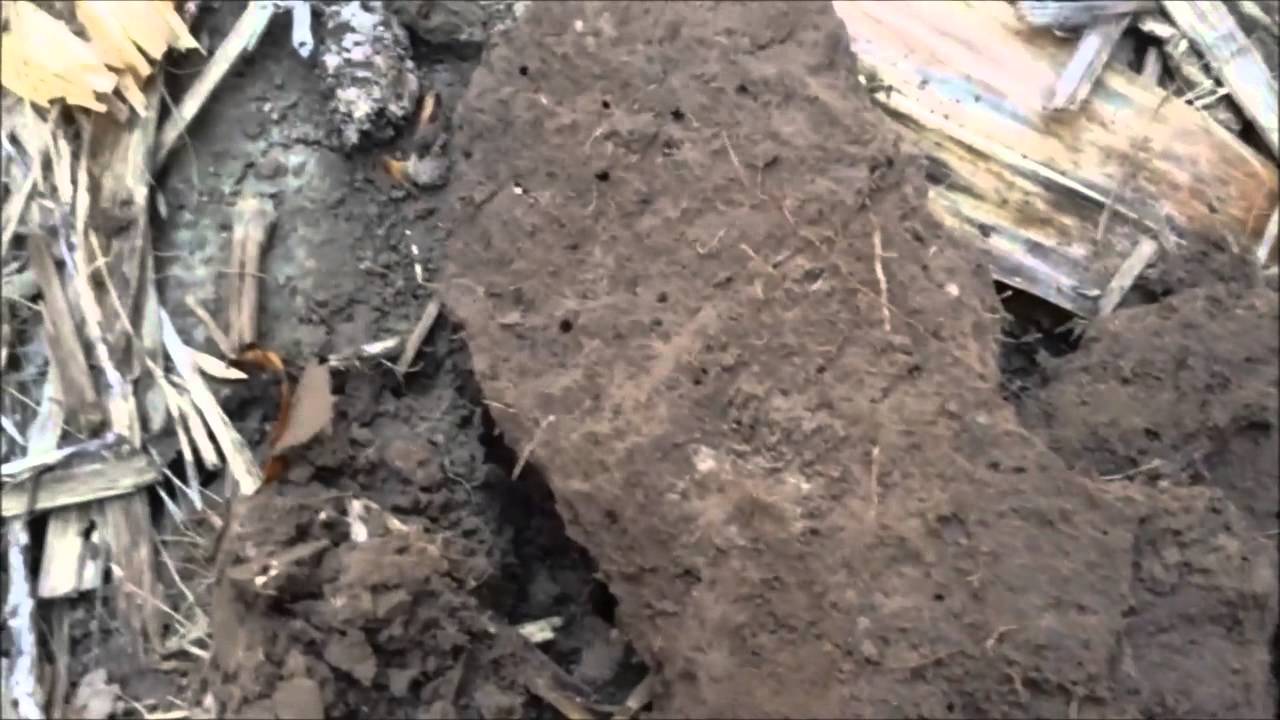 Earthworm Middens: Great Lakes Hybrids Agronomic Tip of the Week ...