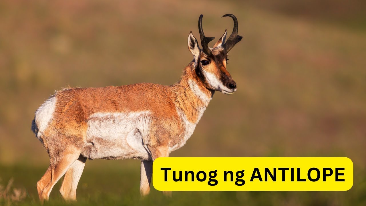 Tunog ng ANTILOPE | Sound of ANTELOPE - YouTube