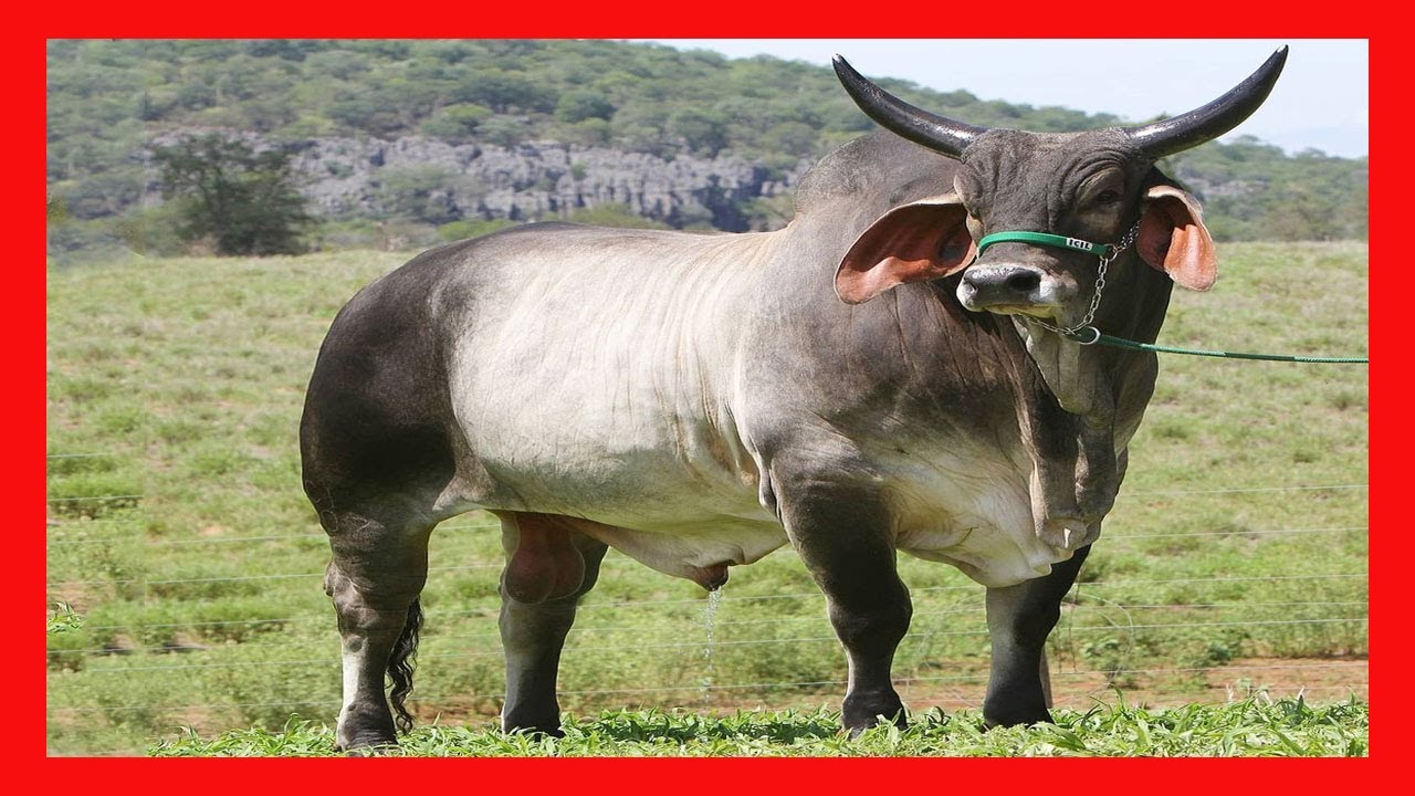 Raca Guzera 🔴 RAZA GUZERAT 🏆 LOS CUERNOS EN FORMA DE LIRA (Vacas ...