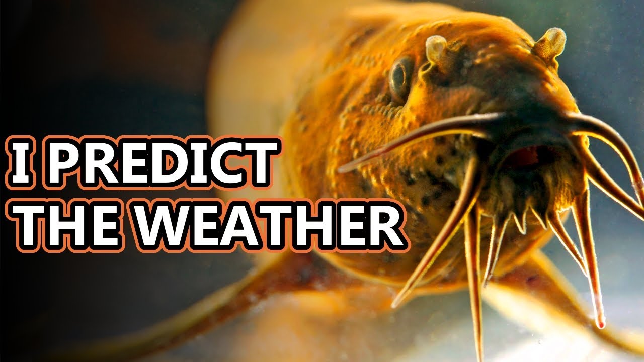 Weatherfish Facts: aka Stormbringer | Animal Fact Files - YouTube