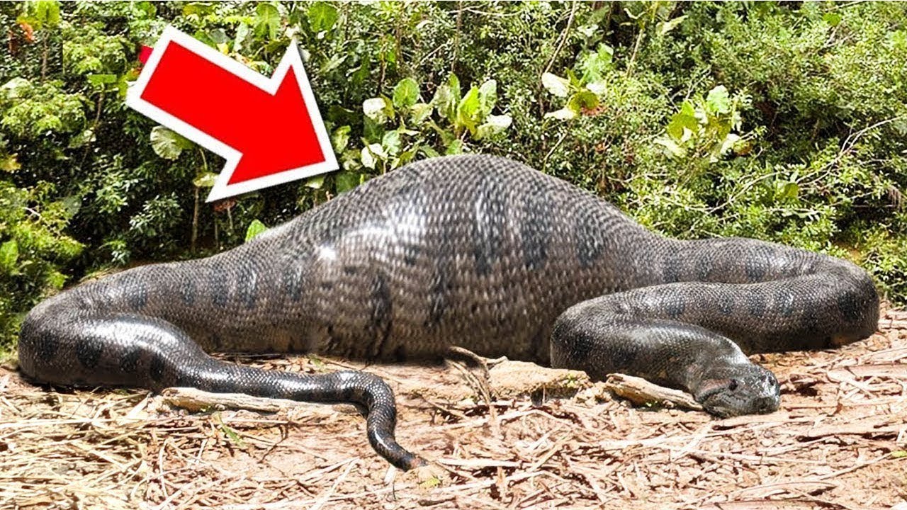 10 CRAZY THINGS FOUND INSIDE SNAKES - YouTube