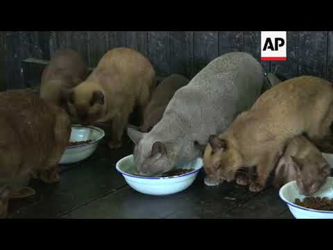 Burmese cats return as symbol of Myanmar - YouTube
