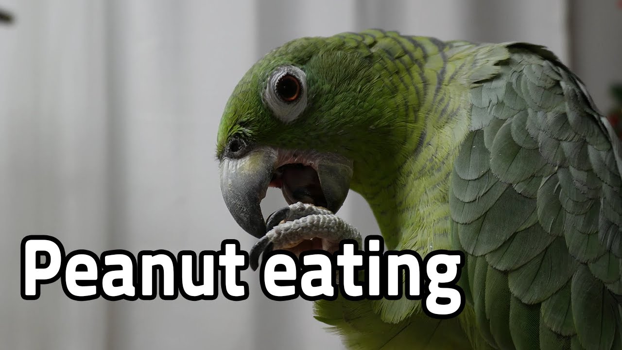 6.앵무새, 땅콩 먹방 Parrot, peanut eating show - YouTube