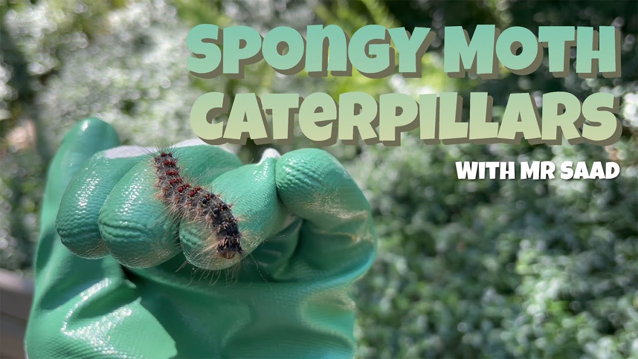 Spongy Moth Caterpillars | Invasive Species | Caterpillars in Ontario ...