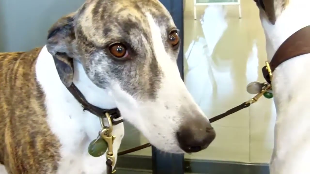 Two Greyhounds - YouTube