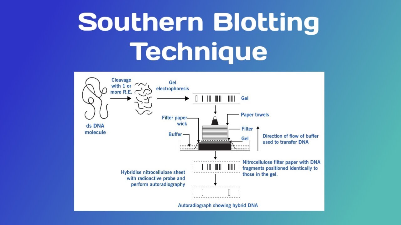 Southern Blotting technique:- Introduction and Procedure Involved - YouTube