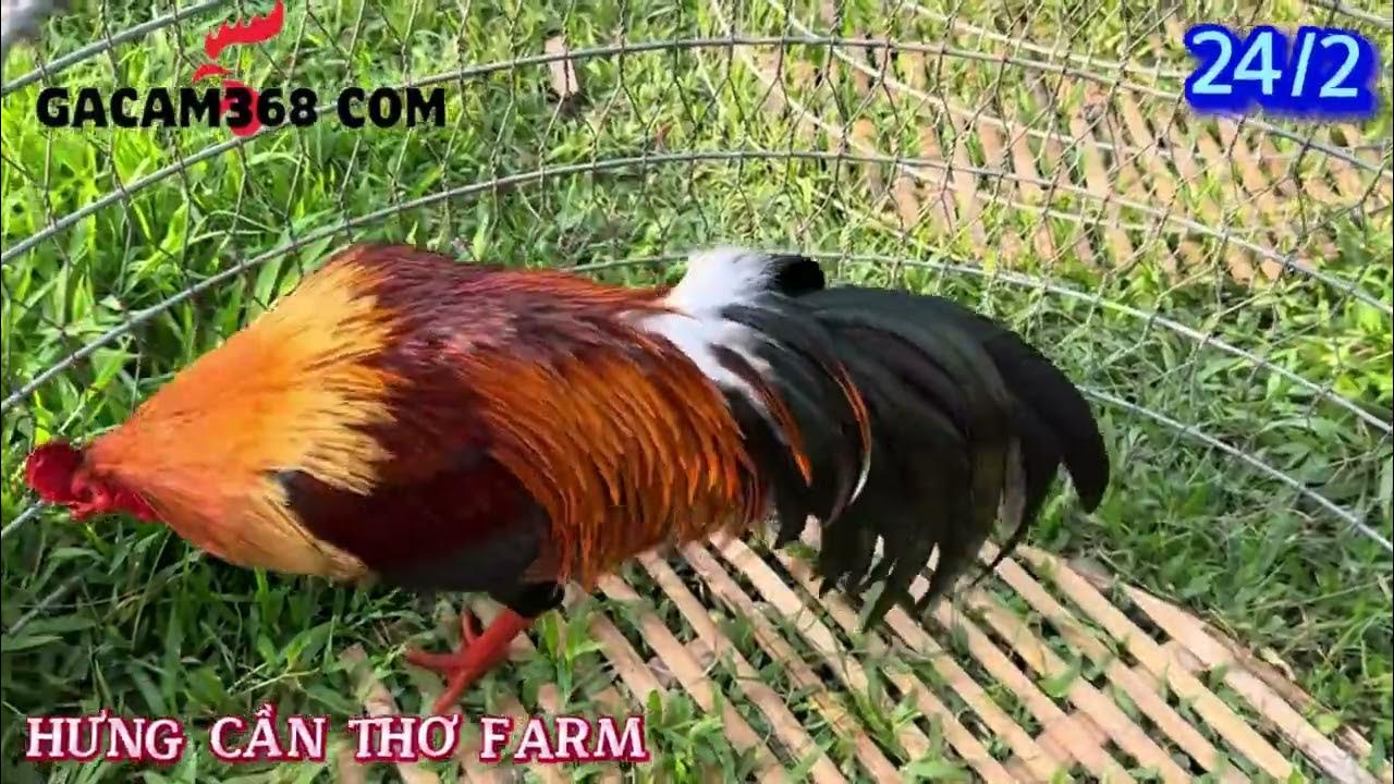Đều 3kg3 12tháng tuổi đẹp trai quá - HƯNG CẦN THƠ FARM - YouTube