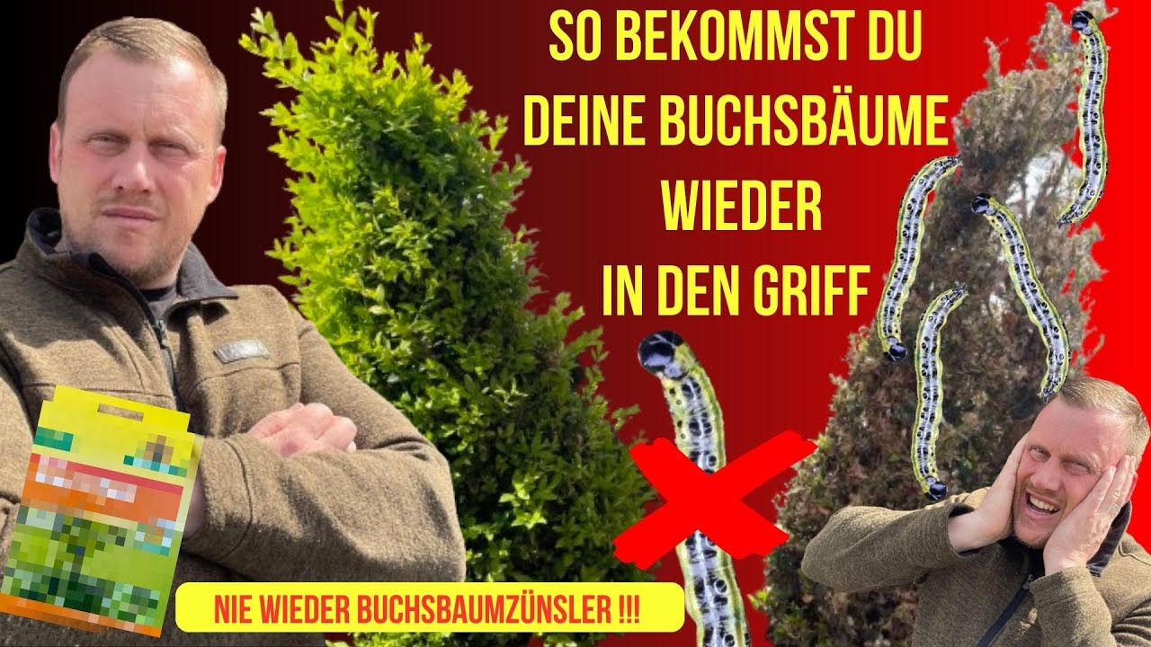 Zunsler Buchsbaum Bekampfen