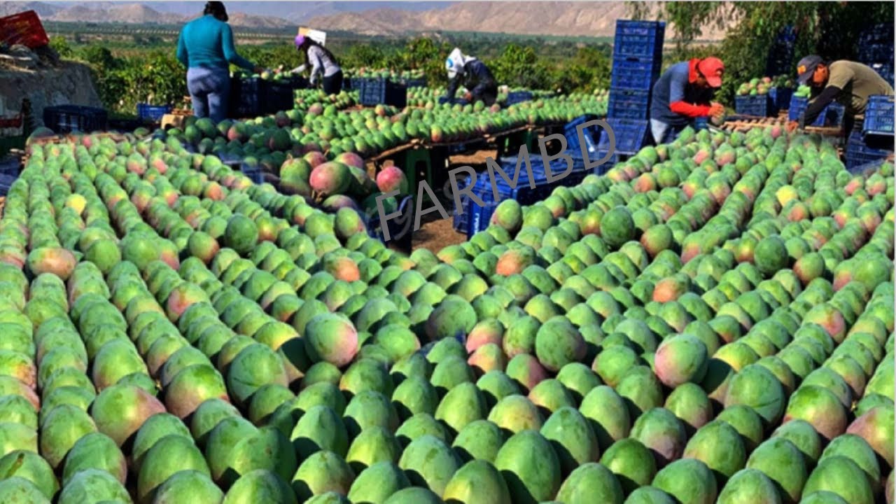 How European Farmers Cultivation, Harvest and Process Thousands Of Tons ...
