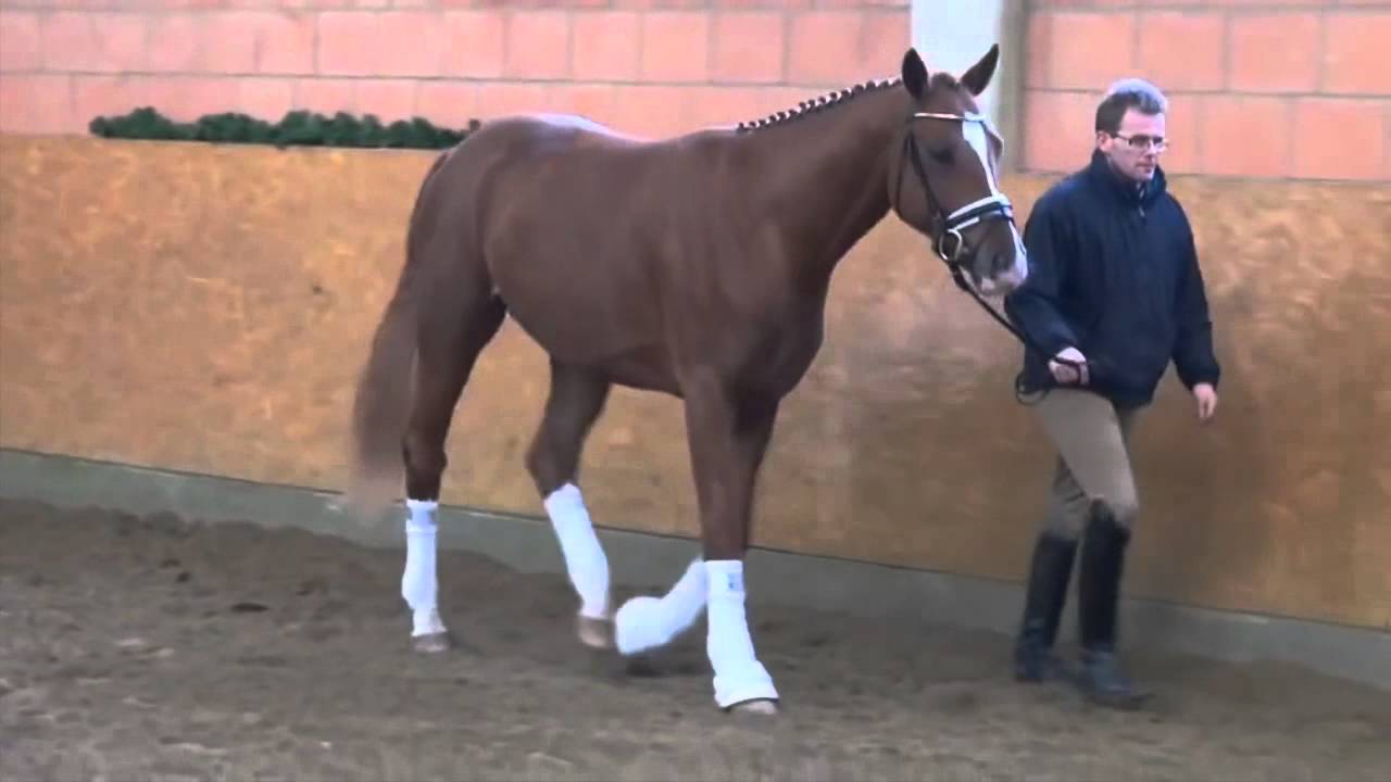 2012 Stallion by Quaterback x Weltmeyer x Grenadier - YouTube