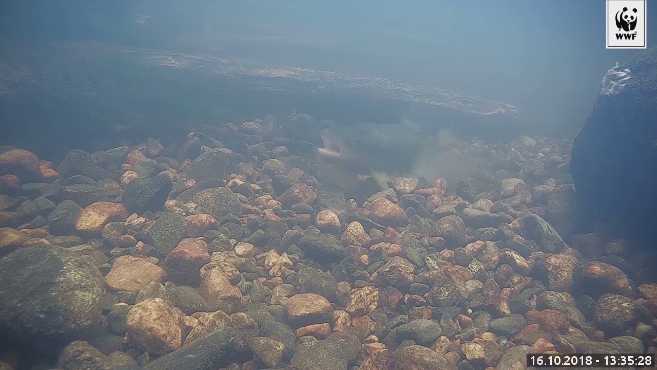 Taimen kutee - YouTube