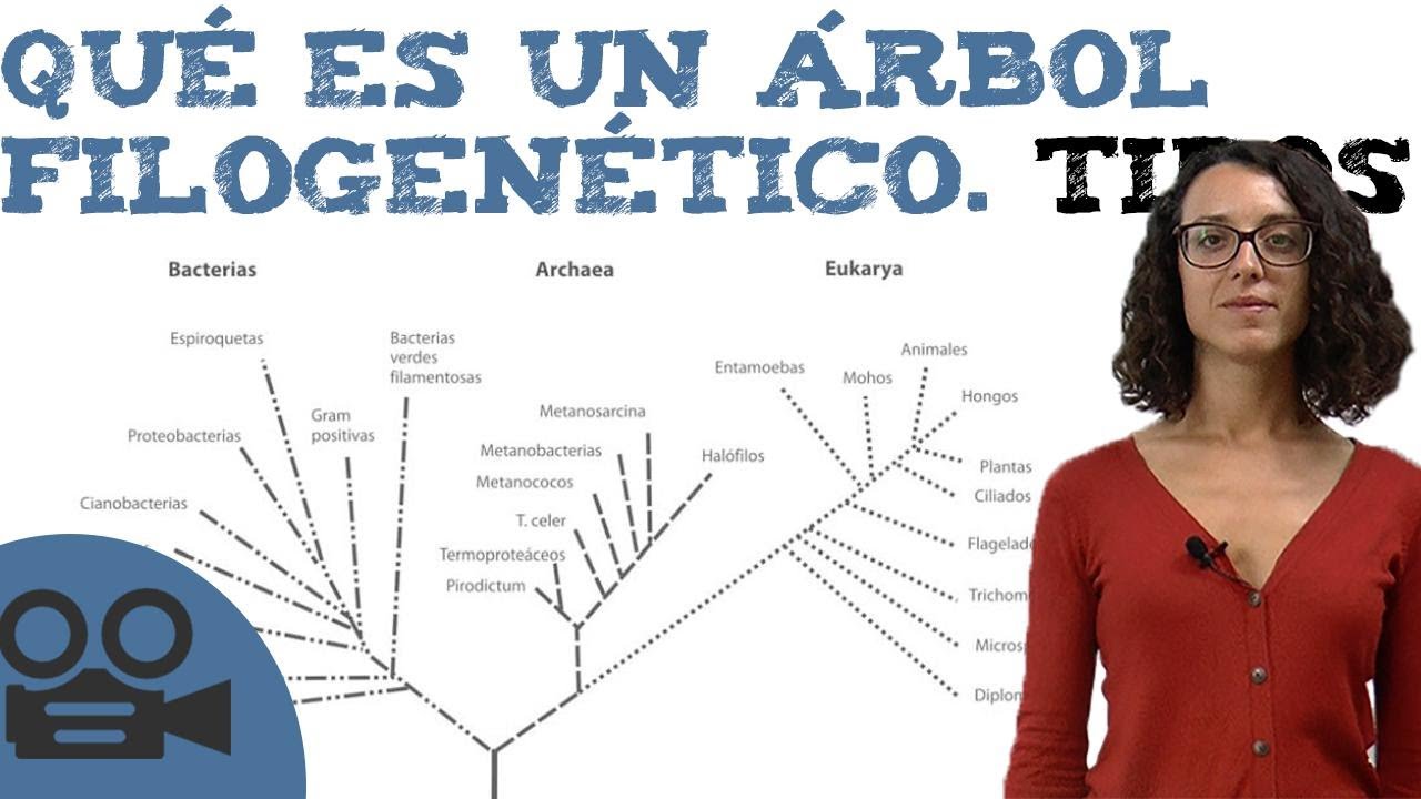 Qué es un árbol filogenético. Tipos. - YouTube