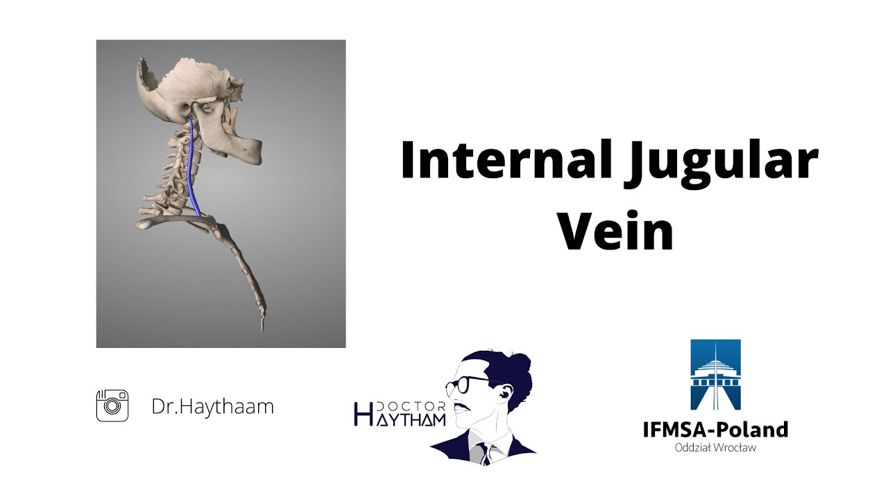 Internal Jugular Vein | Course | Tributaries - YouTube