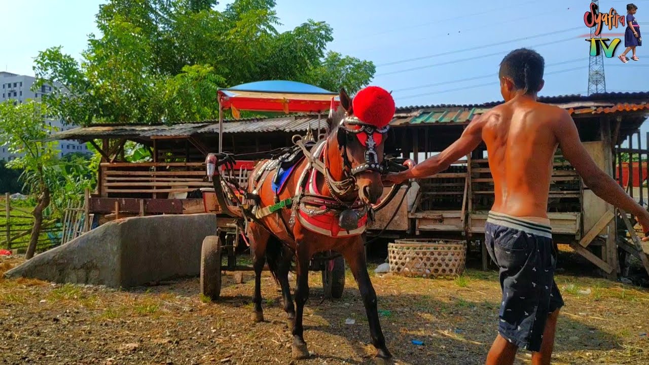 KUDA DELMAN 🎯 PERSIAPAN PAK KUSIR DAN KUDA SEBELUM KERJA //KANDANG KUDA ...