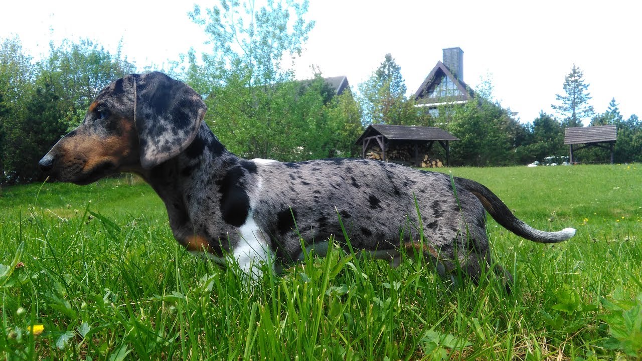 Harlequin Dachshund Puppie's Play ( Merle Tiger Teckel / Double Dapple ...