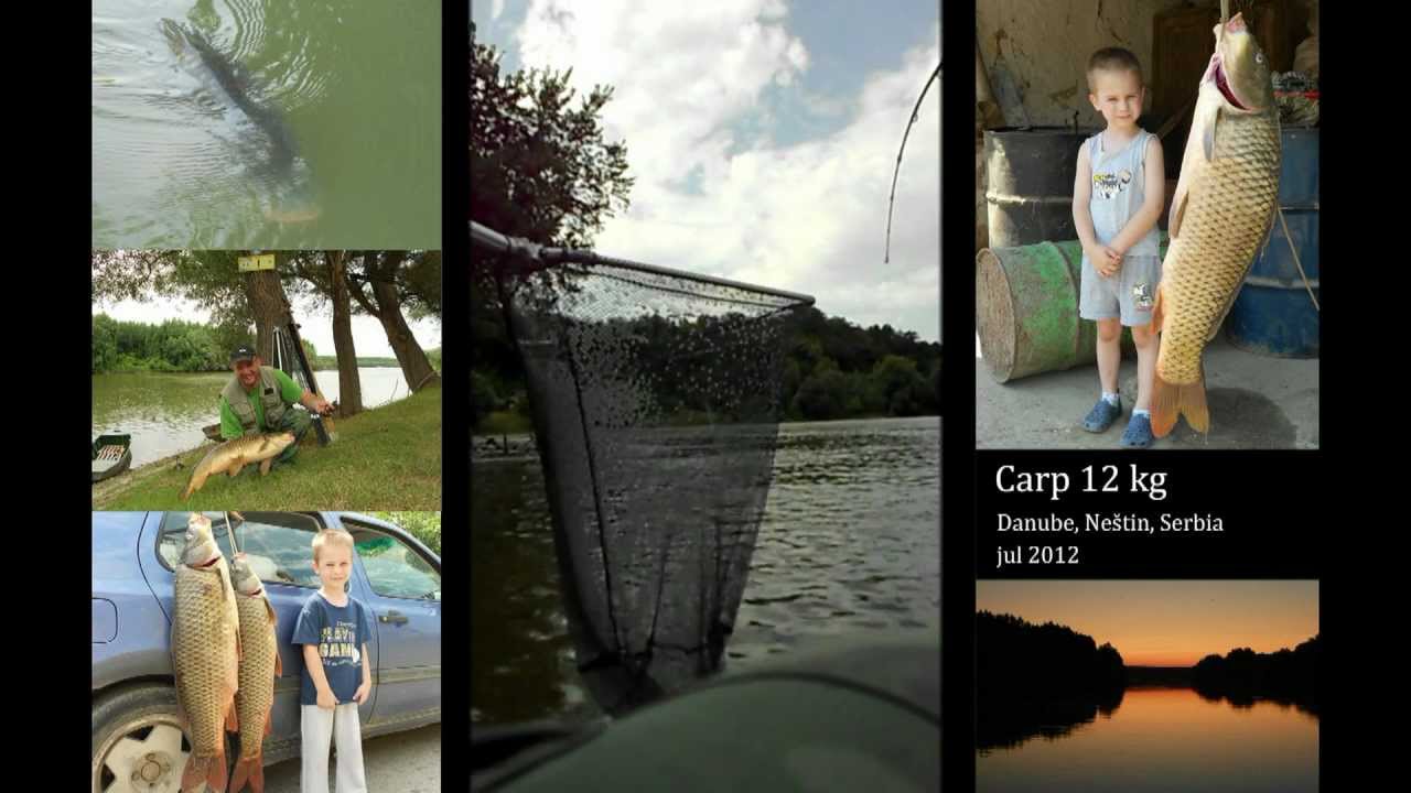 Carp 12 kg Danube Nestin Serbia July 2012 by Sima - YouTube