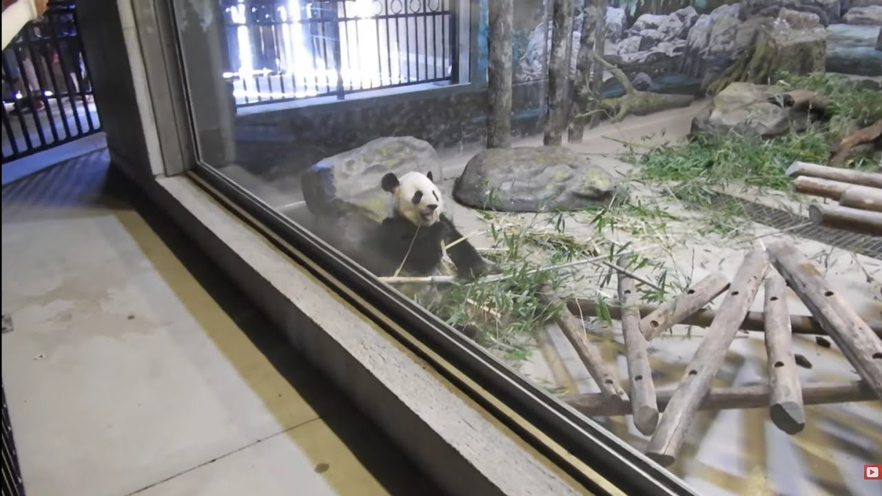 Last Full Walkthrough of Toronto Zoo Indoor Panda Exhibit Before They ...