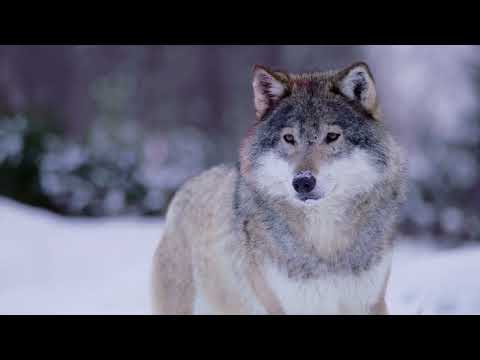 Canavar həvəskarlarının nəzərinə: Vəhşi heyvanın ram edilməsinin sirri