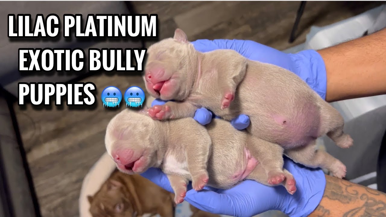 WORLDS FIRST PLATINUM EXOTIC AMERICAN BULLY PUPPIES FOR SALE - YouTube