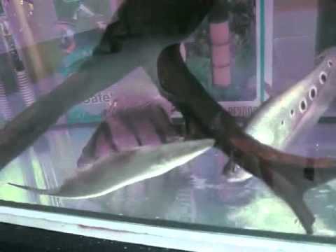 RBM Predatory Fish Collection 2011 (Comm Tank: Aba-Aba Knifefish) - YouTube