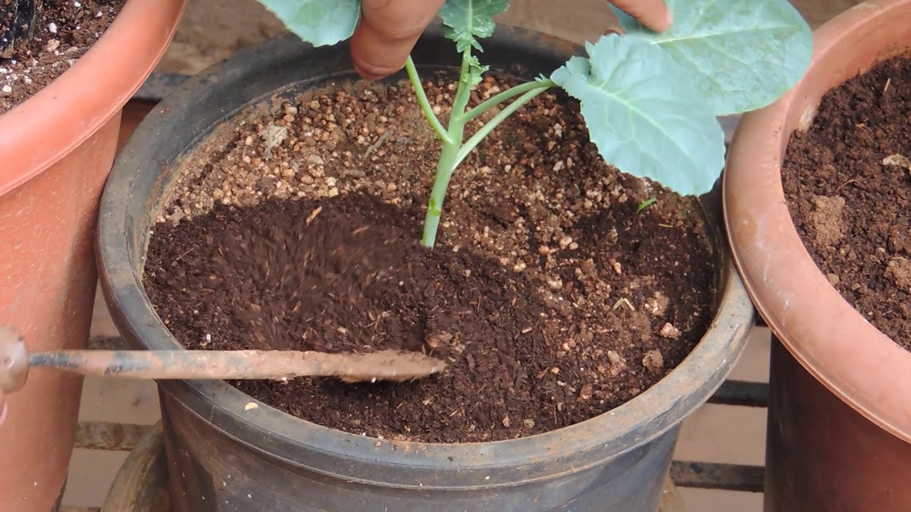 How To Add Fertilizer To Plants In A Container YouTube how-to-add-fertilizer-to-plants-in-a-container-youtube