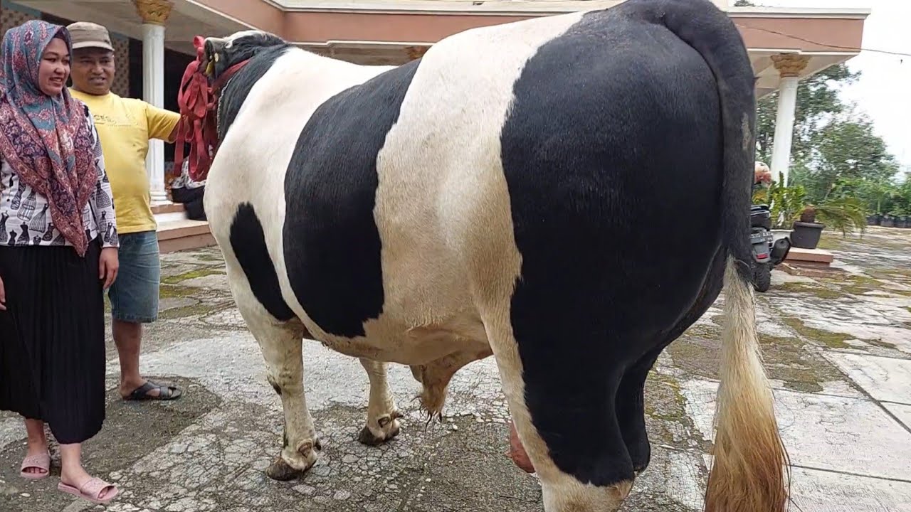 PEGAWAI BANK CANTIK SUKSES CETAK SAPI 1 TON SUPER LANGKA - YouTube