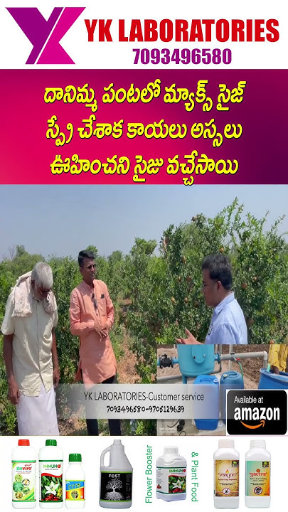 దానిమ్మ పంటలో మ్యాక్స్ సైజ్ స్ప్రే చేశాక కాయలు అస్సలు ఊహించని సైజు వచ్చేసాయి | #MaxSize | YK Lab ...