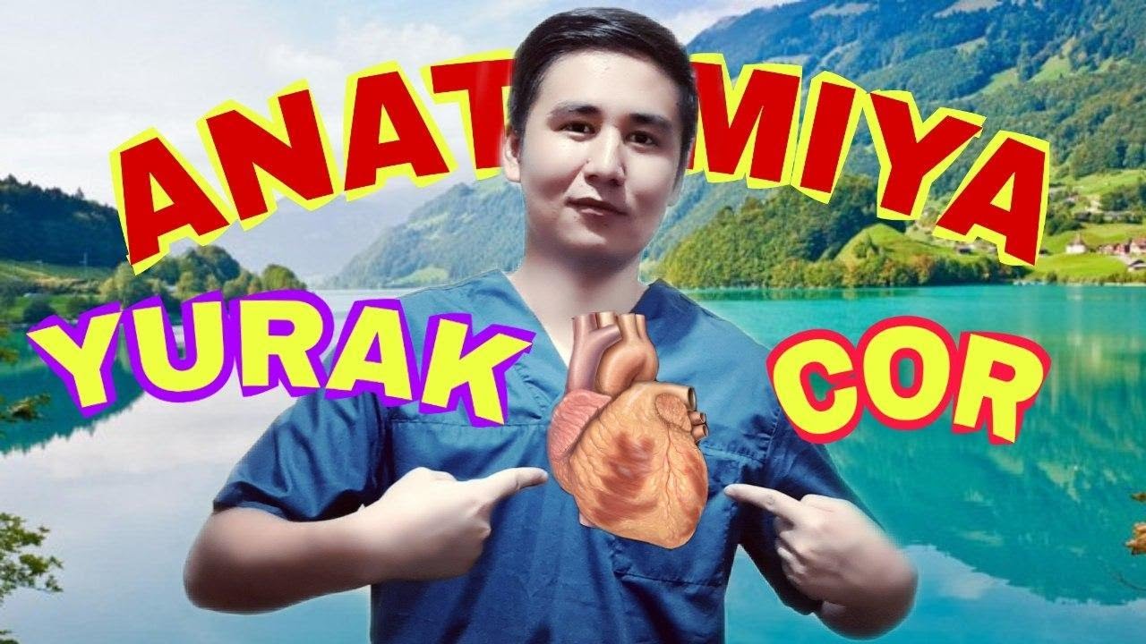 YURAK ANATOMIYASI, FIZIOLOGIYASI, VAZIFALAR, KLINIK ANATOMIYASI Anatomy ...