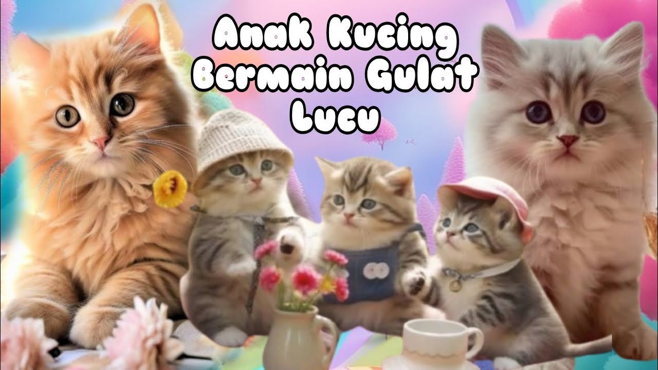 KUCING MEONG MEONG ‼️ ANAK KUCING BERMAIN GULAT LUCU 😂 LAGU KUCING ...