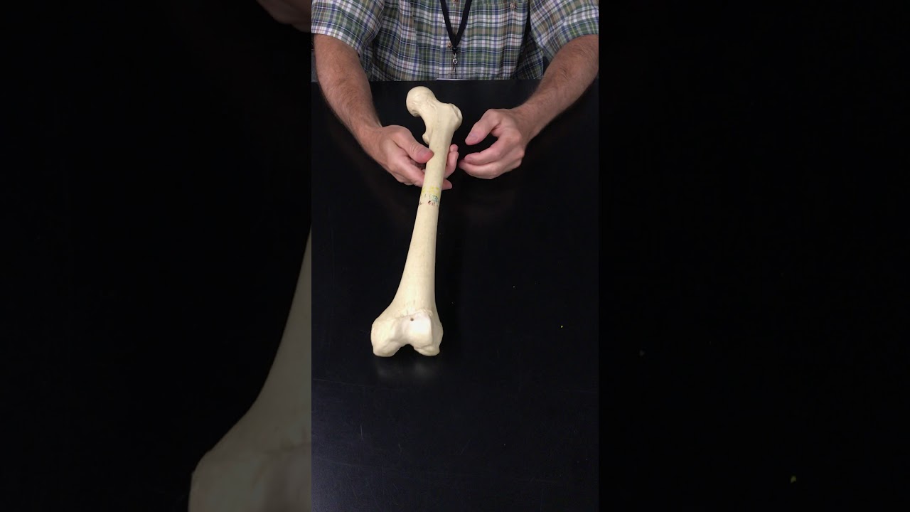 Femur / Femoral Bone with Dr. Masi - YouTube