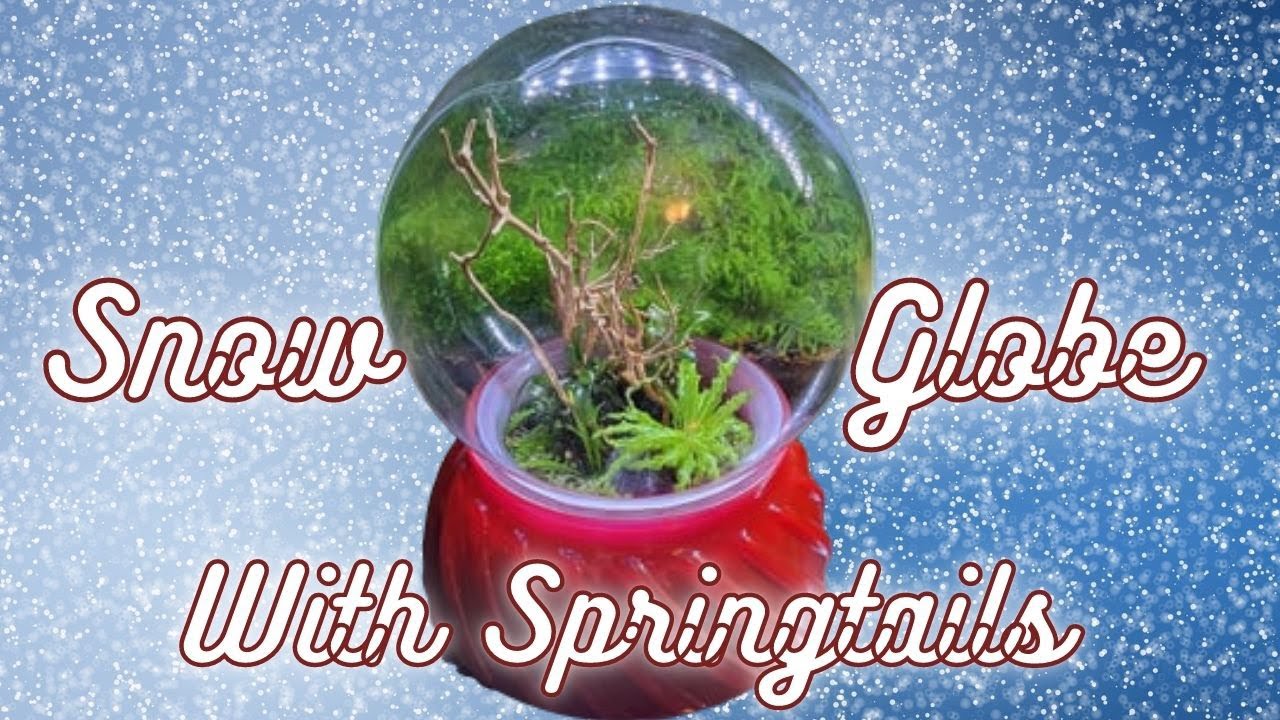 Springtail Snow Globe Terrarium - YouTube