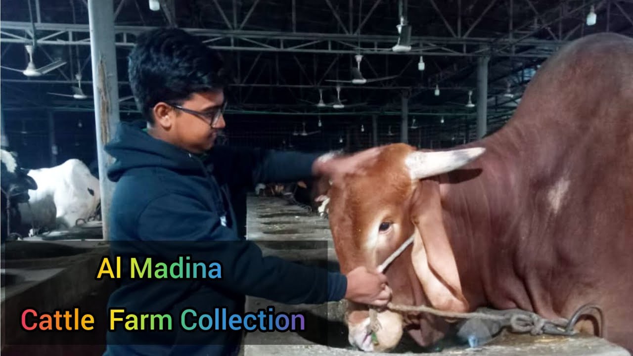 |Al - Madina Cattle Farm Collection 2023 🐂 | Cow Collection 2023 🐮| # ...