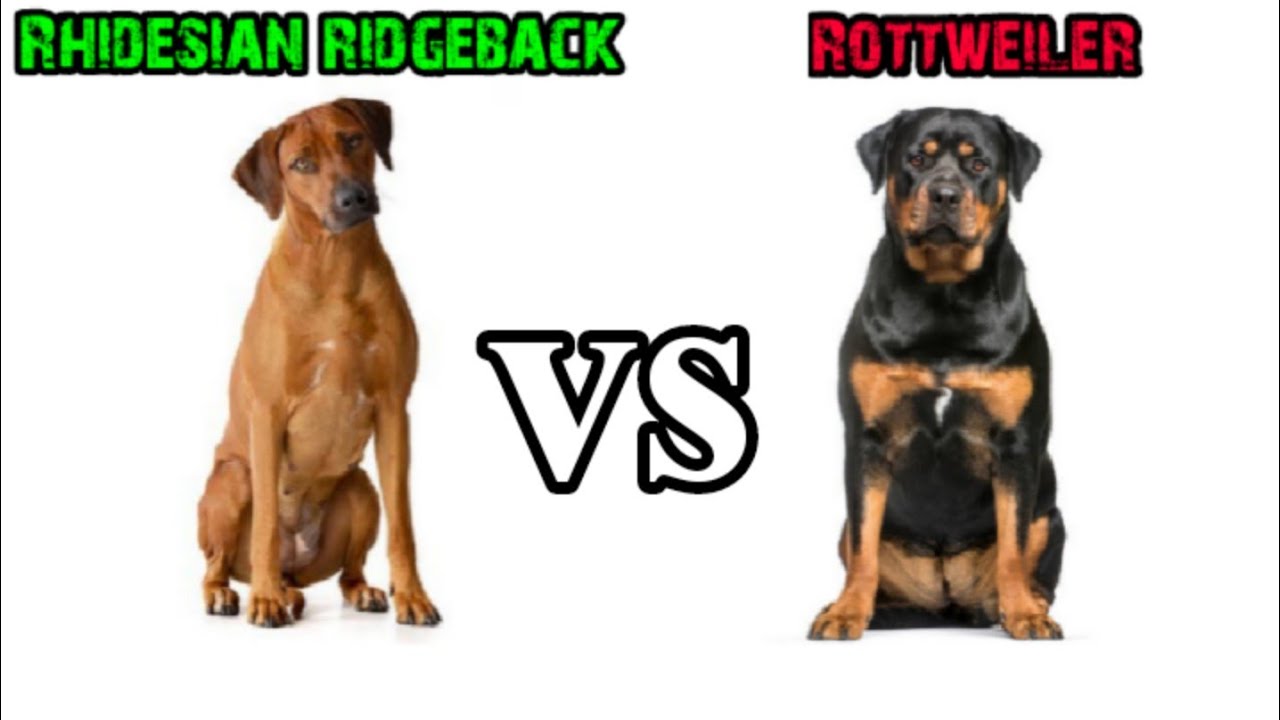 Rhidesian ridgeback vs rottweiler | රයිඩේෂියන් රිජ්බැක් VS රොට්වීලර් ...