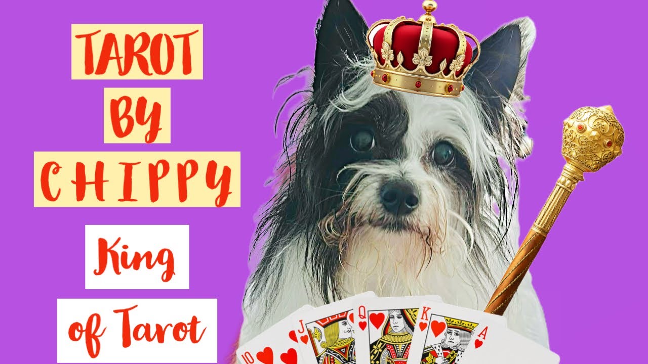 SO URGENT: Chippy Couldn't Wait Til Morning To Do Your Readings! - YouTube