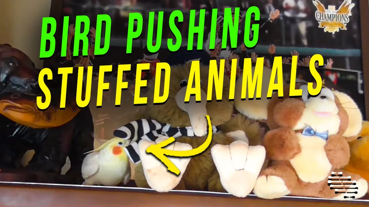 Precious Bird Pushing Stuffed Animals Down - YouTube