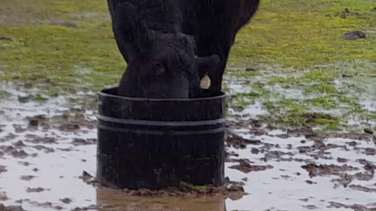 Febbie enjoying the Molasses tub - YouTube