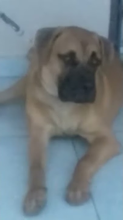 boerboel de 7 mois - YouTube
