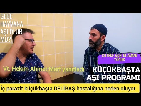 KÜÇÜKBAŞ AŞI TAKVİMİ ÇELERME, CİĞER İĞNESİ, BURUSELLA, İÇ DIŞ PARAZİT VS #halepkeçisi#koyun#köyegöç